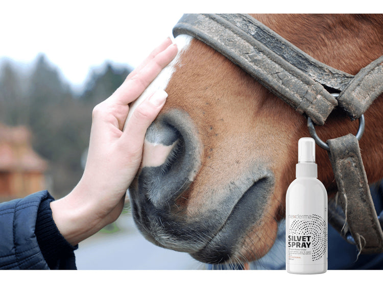Best Wound Spray Horses – Nexderma